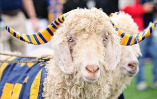 A Brief Illustrated History of the Navy Goat - USNI News