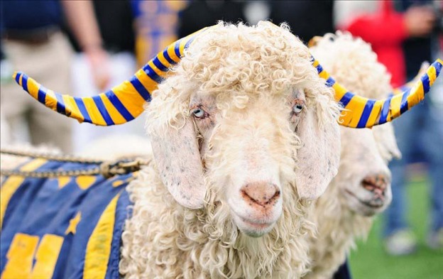 A Brief Illustrated History of the Navy Goat - USNI News