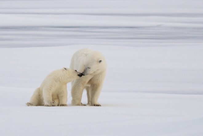 Russia’s Arctic Rise - USNI News